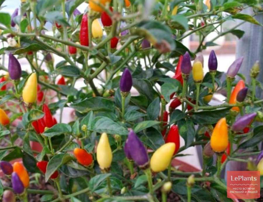 Перец кустарниковый (Capsicum frutescens) — описание, выращивание, фото ...