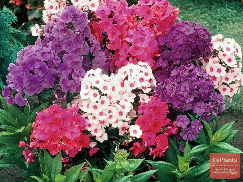 Флокс метельчатый (Phlox paniculata) — описание, выращивание, фото | на ...