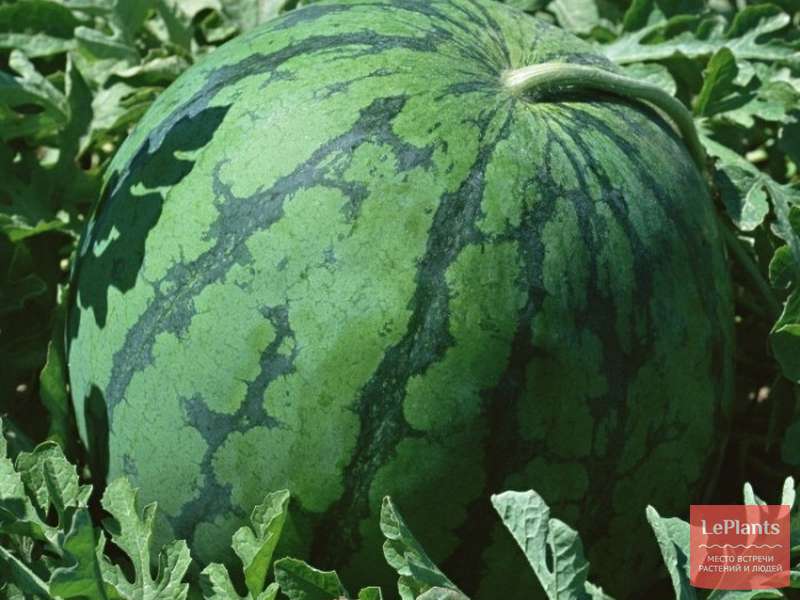Арбуз обыкновенный 'Скорик' — описание сорта, характеристики | на ...