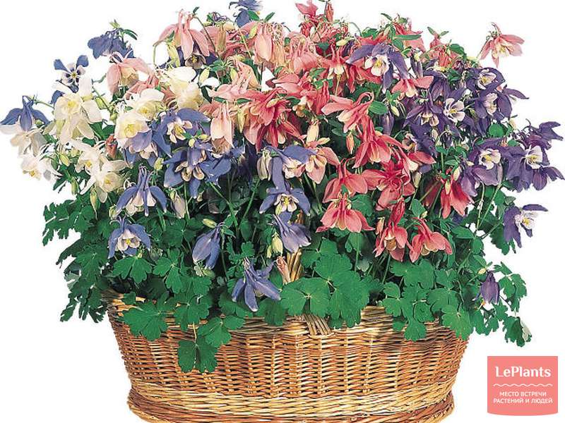 Аквилегия (Aquilegia) — описание, выращивание, фото | на LePlants.ru