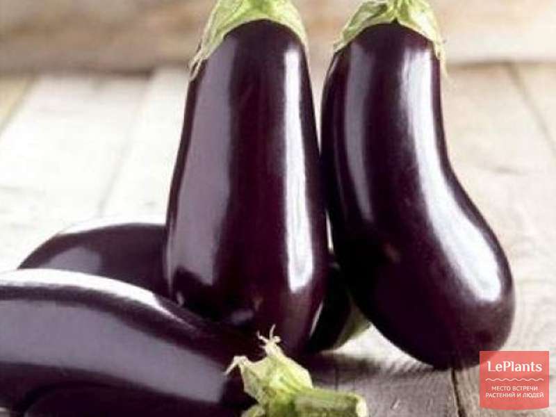 Баклажан 'Универсал 6' — описание сорта, характеристики | на LePlants.ru