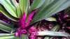 Традесканция разноцветная (Tradescantia discolor) — описание ...