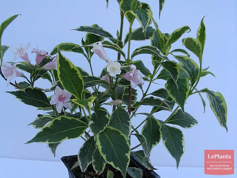 Вейгела (Weigela) — описание, выращивание, фото | на LePlants.ru