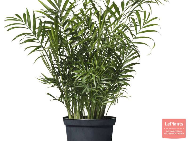 Хамедорея изящная (Chamaedorea elegans) — описание, выращивание, фото ...