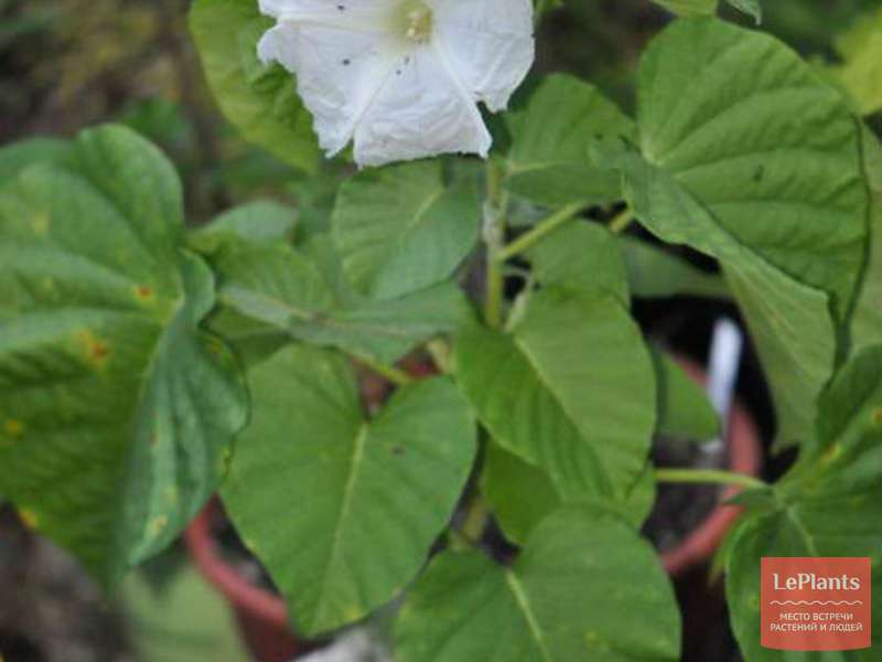 Ипомея беложильчатая (Ipomoea albivenia) — описание, выращивание, фото ...