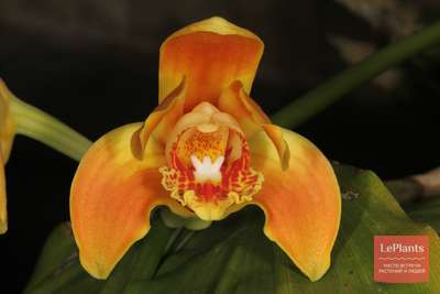 Хизис золотистый (Chysis aurea) — описание, выращивание, фото | на ...