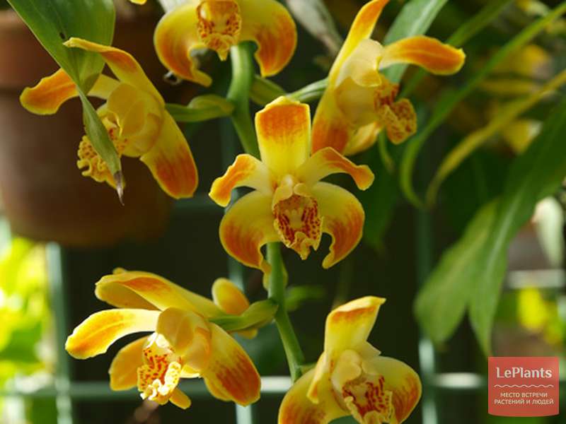 Хизис золотистый (Chysis aurea) — описание, выращивание, фото | на ...