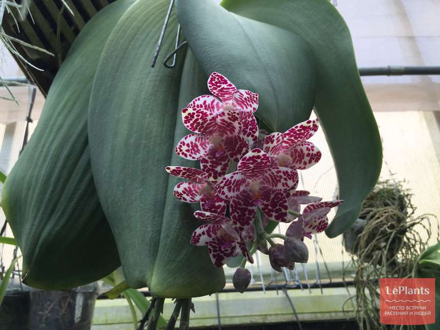 Фаленопсис гигантский (Phalaenopsis gigantea) — описание, выращивание ...