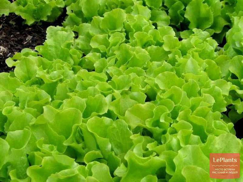 Салат 'Новогодний' — описание сорта, характеристики | на LePlants.ru