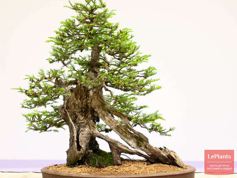 Секвойя вечнозелёная (Sequoia sempervirens) — описание, выращивание ...