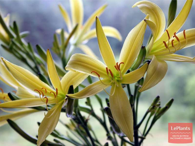 Лилейник лимонный (Hemerocallis citrina) — описание, выращивание, фото ...