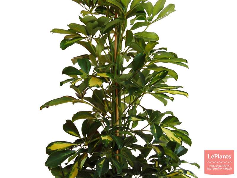Шеффлера (Schefflera) — описание, выращивание, фото | на LePlants.ru