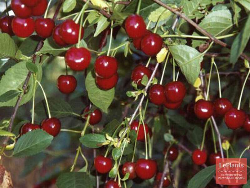 Вишня обыкновенная (Prunus cerasus) — описание, выращивание, фото | на ...