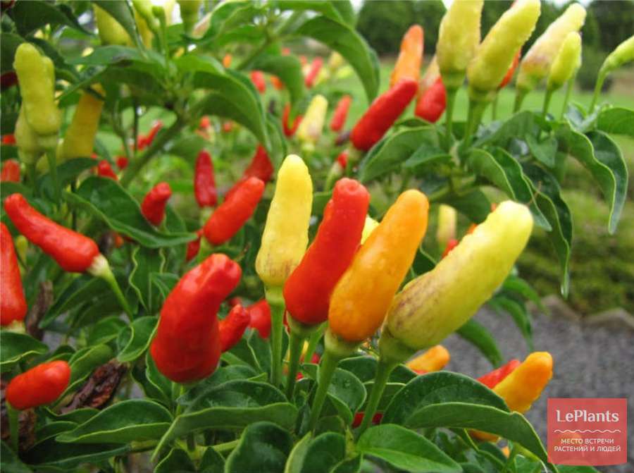 Перец кустарниковый (Capsicum frutescens) — описание, выращивание, фото ...