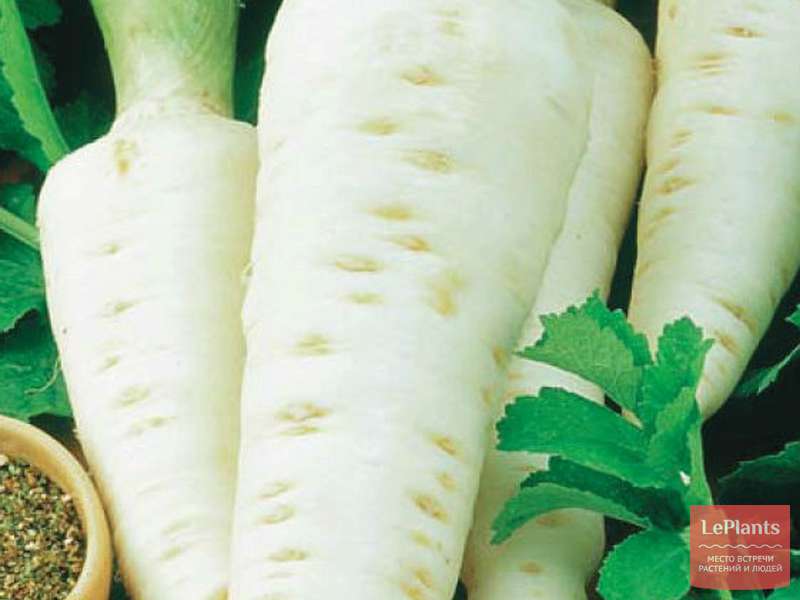 Пастернак посевной 'Кулинар' — описание сорта, характеристики | на ...