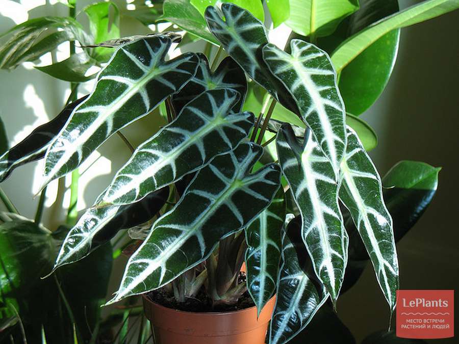 Алоказия амазонская (Alocasia amazonica) — описание, выращивание, фото ...