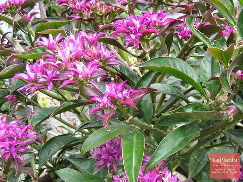 Переския большецветковая (Pereskia grandiflora) — описание, выращивание ...