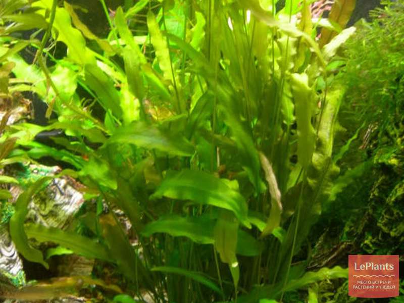Апоногетон волнистый (Aponogeton undulatus) — описание, выращивание ...