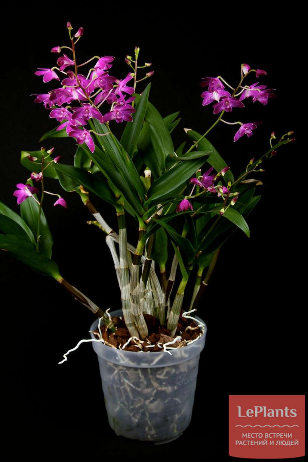 Dendrobium Berry Oda — Сад "Мои орхидеи" — Алексей (id882) — на Leplants.ru