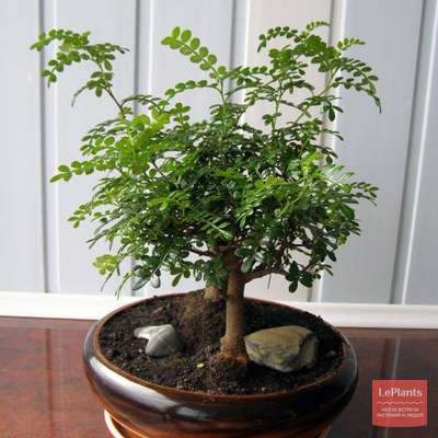 Зантоксилум (Zanthoxylum) — описание, выращивание, фото | на LePlants.ru