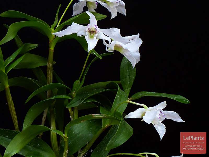 Дендробиум Джонсон (Dendrobium johnsoniae) — описание, выращивание ...