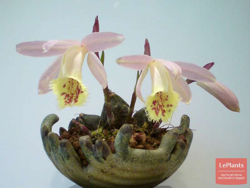 Плейоне (Pleione) — описание, выращивание, фото | на LePlants.ru