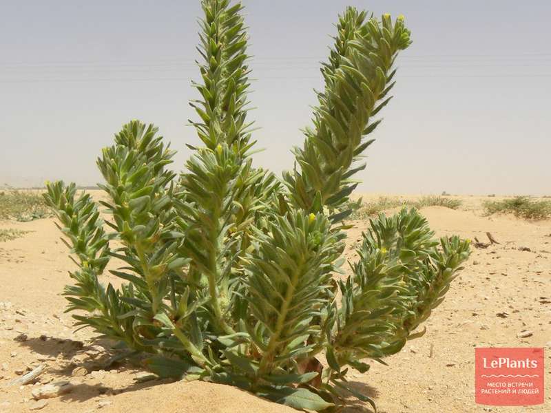 Арнебия линейнолистная (Arnebia linearifolia) — описание, выращивание ...