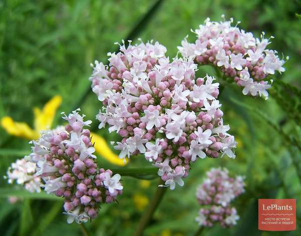 ⚕ Валериана лекарственная (Valeriana officinalis) — полезные и лечебные ...