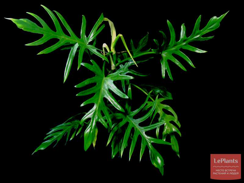 Филодендрон изящный (Philodendron elegans) — описание, выращивание ...