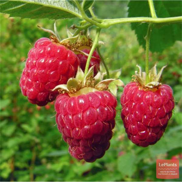 Малина обыкновенная (Rubus idaeus) — описание, выращивание, фото | на ...