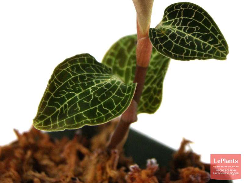 Доссиния — Сад "орхи" — Елена Джоган (id3446) — на Leplants.ru