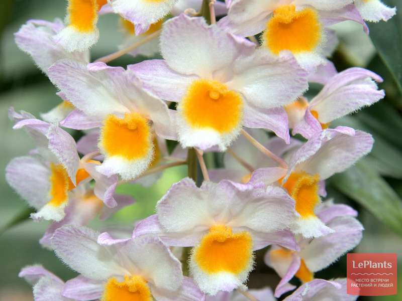 Дендробиум Фармера — Сад "Орхидеи" — Ольга Алданова (id3590) — на ...