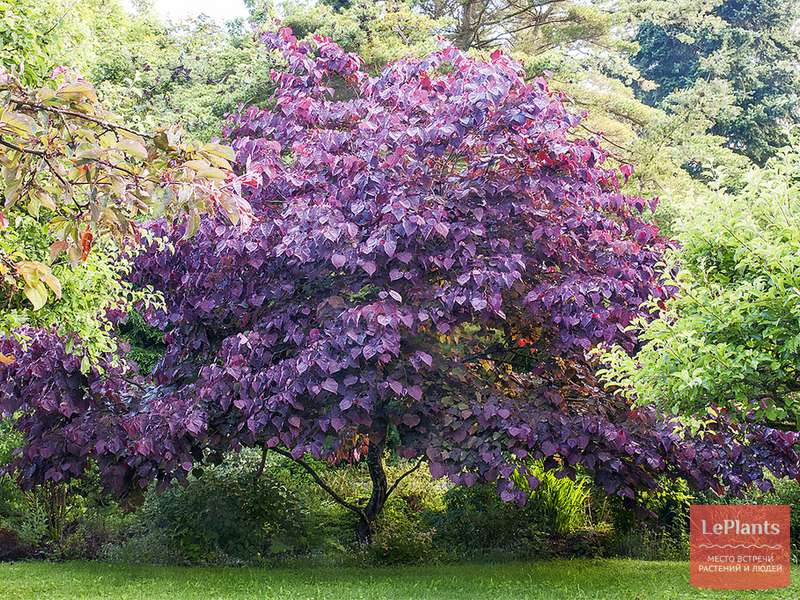 Церцис канадский (Cercis canadensis) — описание, выращивание, фото | на ...