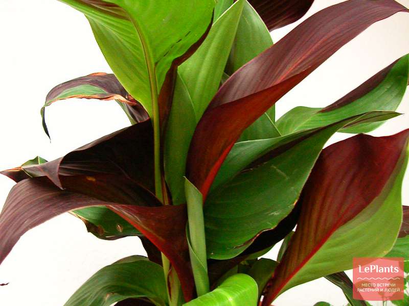 Канна (Canna) — описание, выращивание, фото | на LePlants.ru