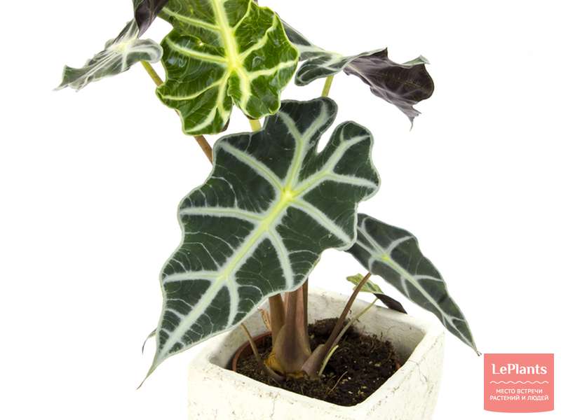 Алоказия — Сад "Моя любовь с первого взгляда" — Надежда (id7868) — на ...