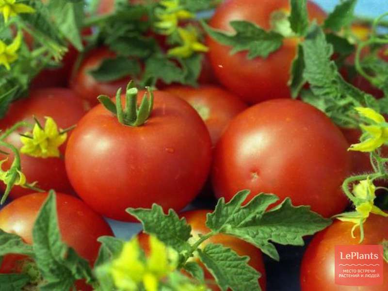 томат белый налив описание сорта характеристики на Leplants Ru