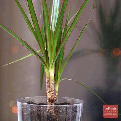 Драцена душистая (Dracaena fragrans) — описание, выращивание, фото | на ...