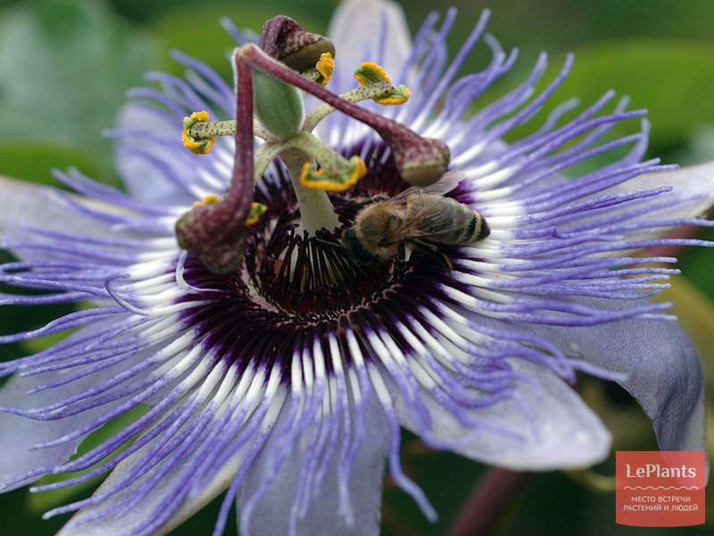Пассифлора голубая (Passiflora caerulea) — описание, выращивание, фото ...