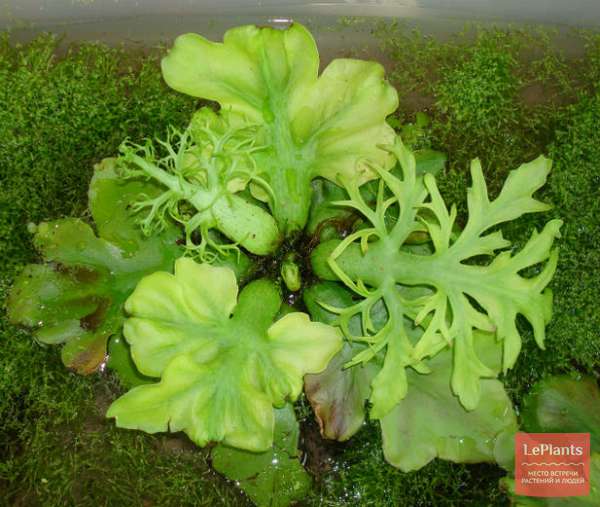 Цератоптерис крыловидный (Ceratopteris pteridoides) — описание ...