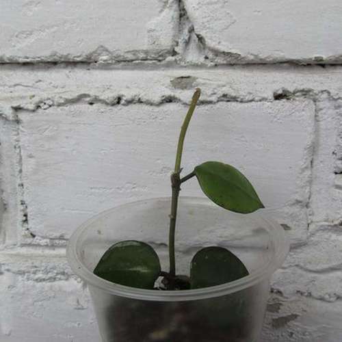 Хойя линеарис (Hoya linearis) — описание, выращивание, фото | на ...