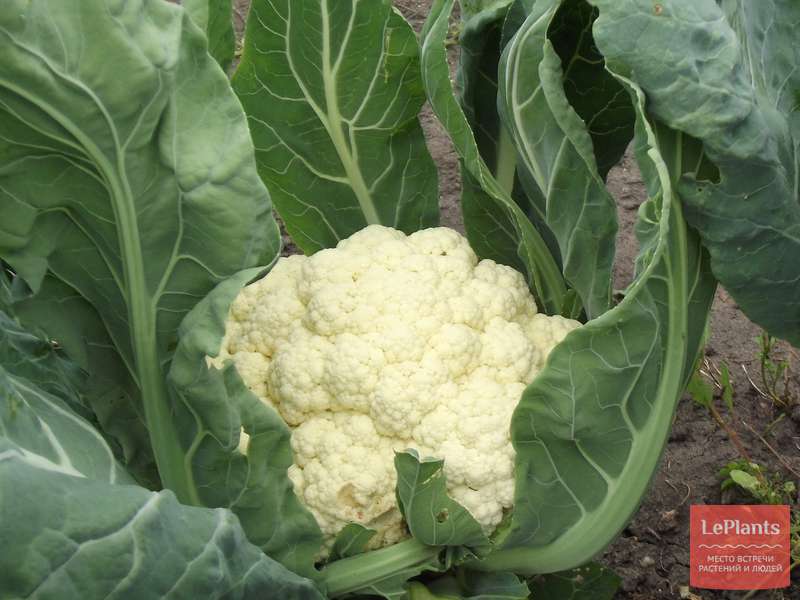 Капуста цветная 'Целеста' — описание сорта, характеристики | на LePlants.ru
