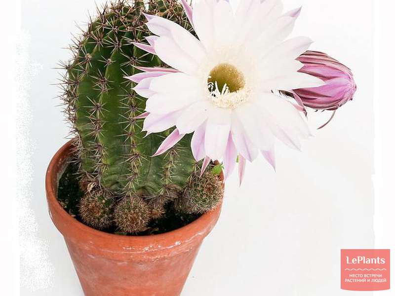 Эхинопсис (Echinopsis) — описание, выращивание, фото | на LePlants.ru