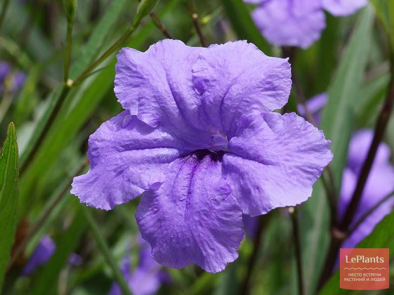 Руэллия формозская (Ruellia elegans) — описание, выращивание, фото | на LePlants.ru