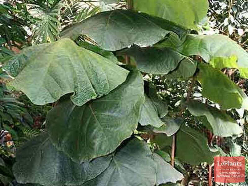 Кокколоба опушенная (Coccoloba pubescens) — описание, выращивание, фото ...