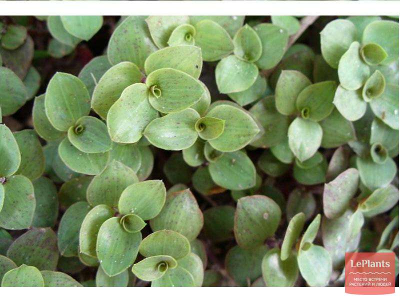 Каллизия ползучая (Callisia repens) — описание, выращивание, фото | на ...