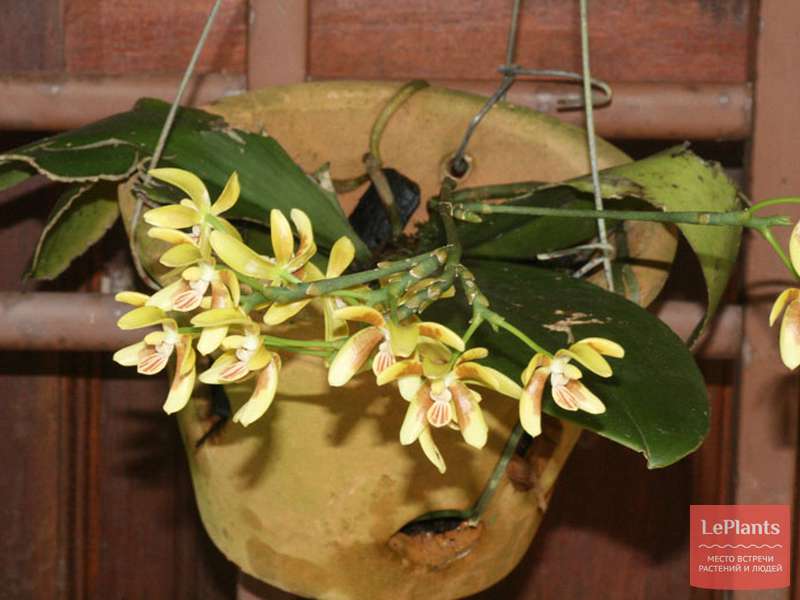 Фаленопсис Кунстлера (Phalaenopsis kunstleri) — описание, выращивание ...