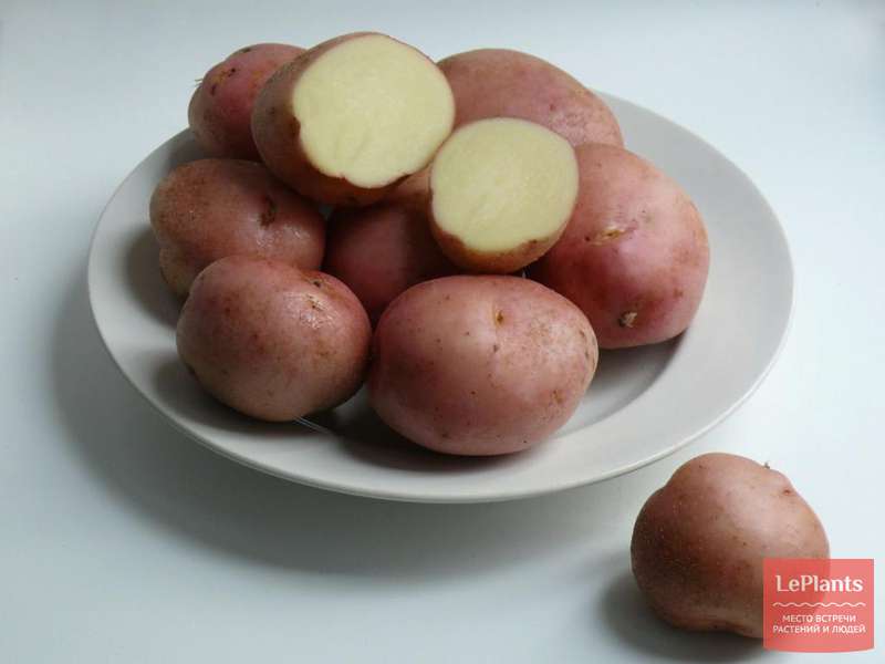 Картофель 'Романо' — описание сорта, характеристики | на LePlants.ru