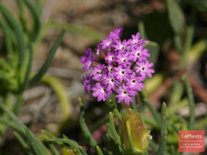 Аброния зонтичная (Abronia umbellata) — описание, выращивание, фото ...