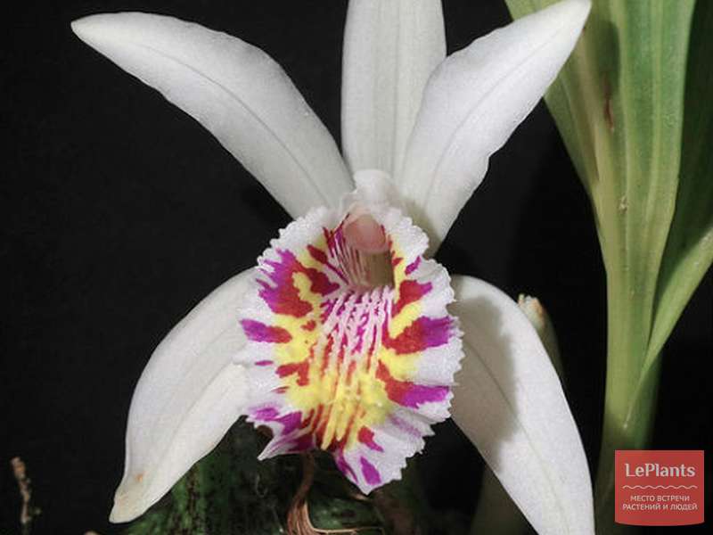 Плейоне пятнистая (Pleione maculata) — описание, выращивание, фото | на ...