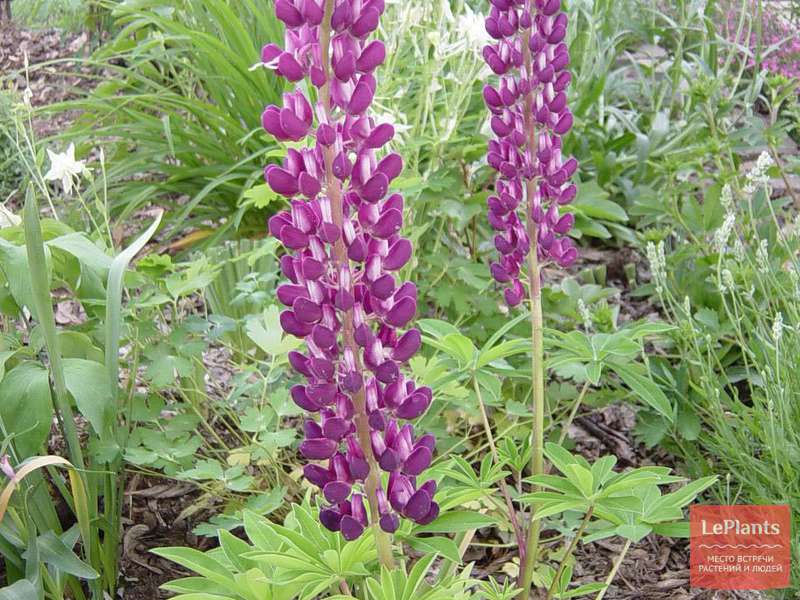 Люпин гибридный (Lupinus hybridus) — описание, выращивание, фото | на ...